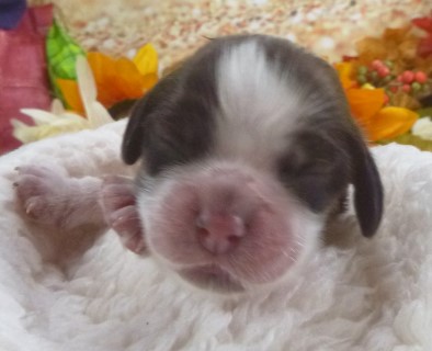 AKC Cocker Spaniel Puppies