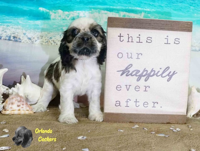 AKC Cocker Spaniel Puppies