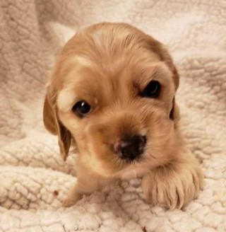 AKC Cocker Spaniel Puppies