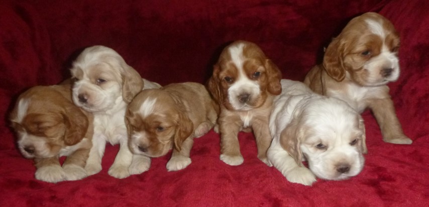 AKC Cocker Spaniel Puppies