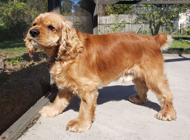 AKC Cocker Spaniel Puppies