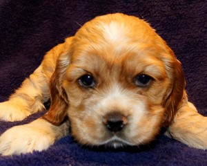 AKC Cocker Spaniel Puppies