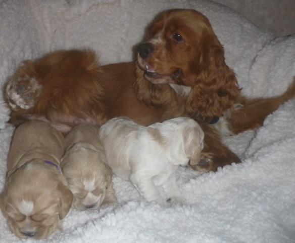 AKC Cocker Spaniel Puppies